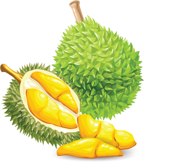 flashcard-fruit-vegetable-Durian - Mommy & Me Station